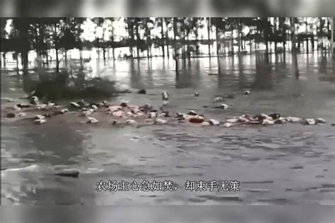 驴遇到危险的泥石流竟然淡定站在原地观望驴有本事你过来啊