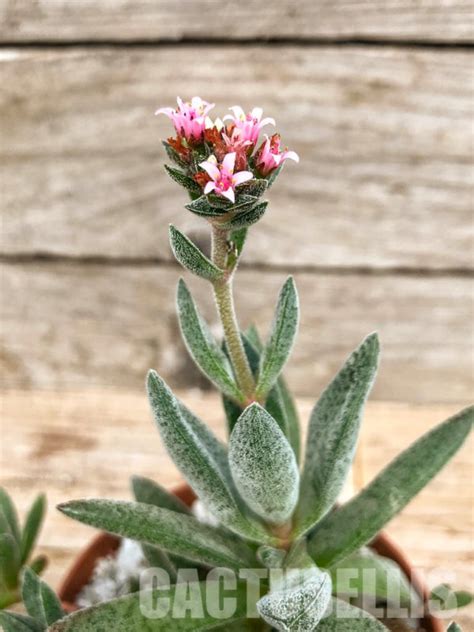 Shpr6549 Crassula Tecta Western Cape South Africa Cactus Online