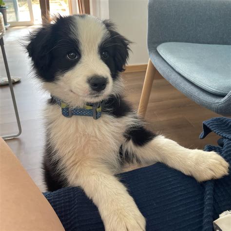 My Handsome Boi Rbordercollie