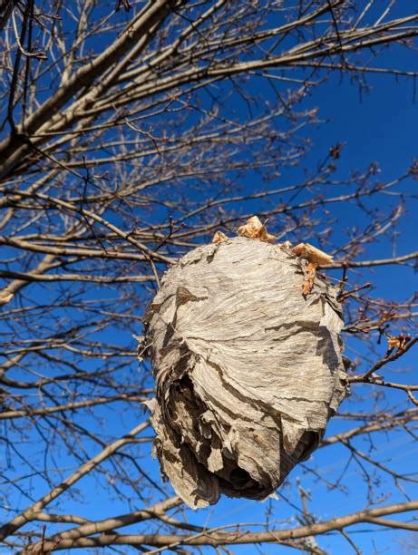 Wasp Nest In Tree