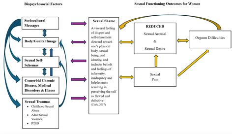 Diagrama De Anatomía Sexual Seminal Vesicles Anatomy Structure And