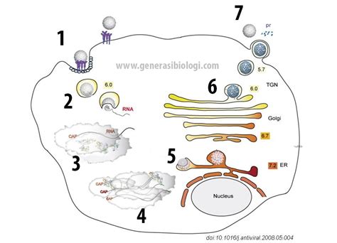Penjelasan Virus Dbd Dengue Lengkap Generasi Biologi