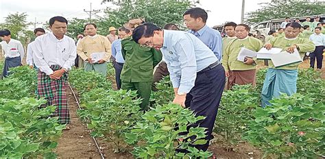 ရေနံချောင်းမြို့နယ်၌ ၂၀၂၃ ၂၀၂၄ ခုနှစ်တွင် ချည်မျှင်ရှည်ဝါသီးနှံ ၆၉၆