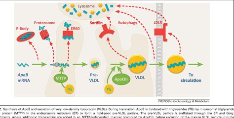 Figure 2 From The Regulation Of Apob Metabolism By Insulin Semantic