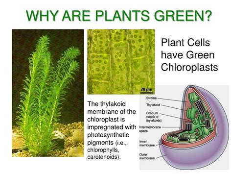 Ppt Chloroplast Powerpoint Presentation Free Download Id4346703