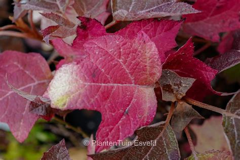 Hydrangea Quercifolia ‘munchkin Esveld Shop