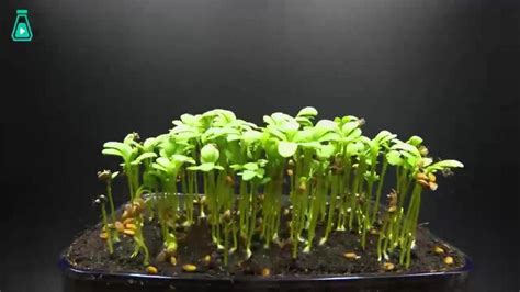网友拍摄的植物生长延时从小小的种子到长大开花结果整个过程看着好治愈呀胡椒视频 自然 植物 好看视频