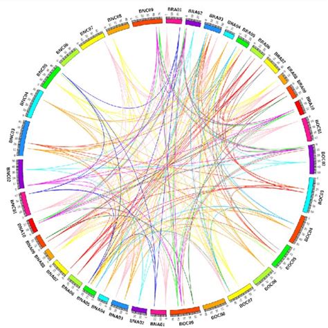 Genome Wide Synteny Analysis For Wox Genes Among B Rapa B Oleracea