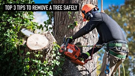 Top 3 Tips To Remove A Tree Safely The Pinnacle List
