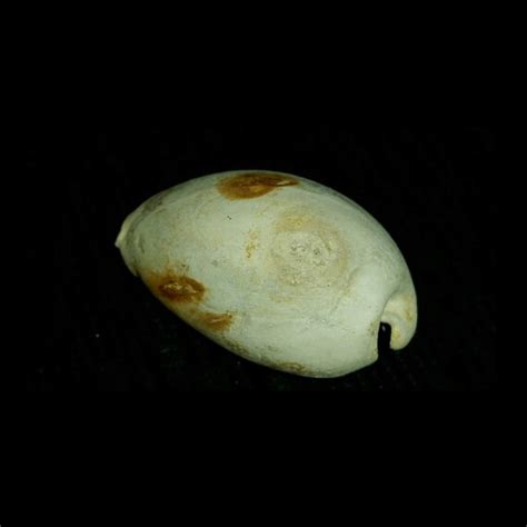 Florida Fossil Cypraea Cowrie Sea Shell All Natural Color Etsy