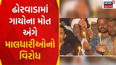 Ahmedabad News ઢોરવાડામાં ગાયોના મોત અંગે માલધારીઓનો વિરોધ Maldhari