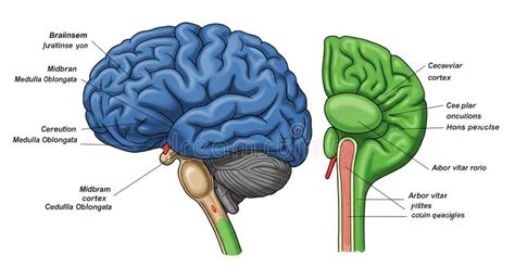 Brain Midbrain Anatomy Stock Illustrations 1026 Brain Midbrain