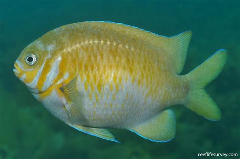 Parma Victoriae Victorian Scalyfin Reef Life Survey