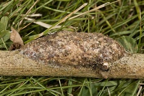 Puss Moth Cerura Vinula Cocoon On Willow Twig Our Beautiful Wall Art