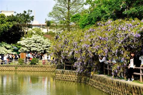 【桃園】大湖紀念公園紫藤花瀑布 健行筆記