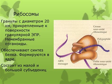 Рисунок рибосомы клетки 46 фото