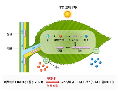 26 광합성