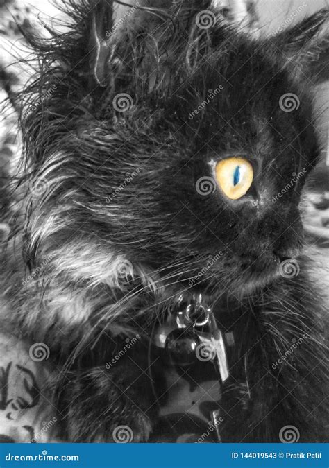 My Persian Black Cat Is Not Good For Posing To Camera But I Click