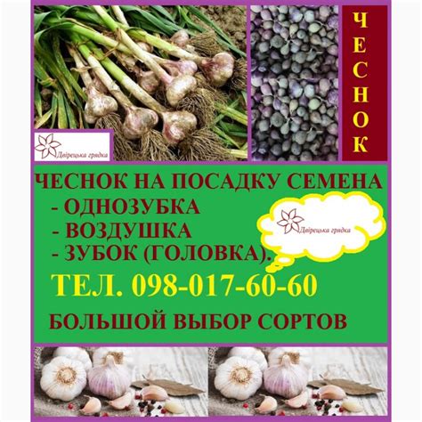 Продам/купить семена чеснока на посадку большой выбор сортов качество ...