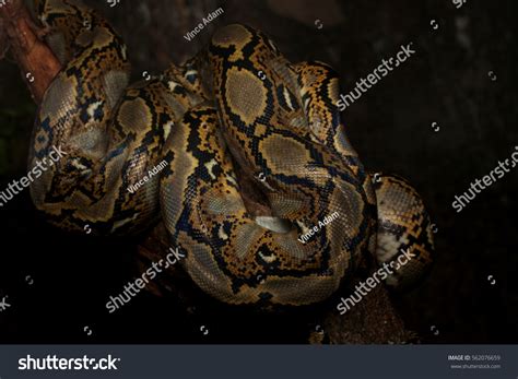 Juvenile Reticulated Python Python Reticulatus Resting Stock Photo 562076659 Shutterstock