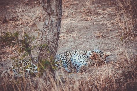 Premium Photo Leopard Lying On Field In Forest
