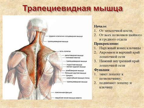 Трапециевидная мышца