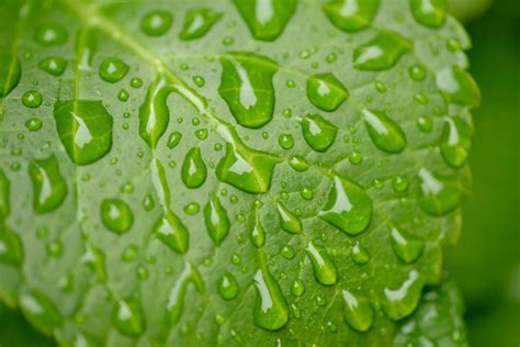 Premium Photo Water Drops On Green Leaf