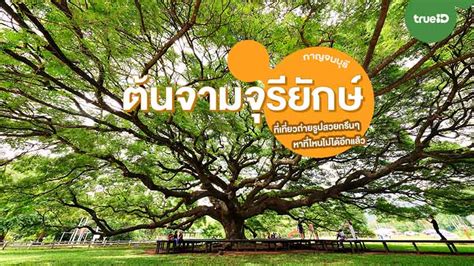 ต้นจามจุรียักษ์ ที่เที่ยวกาญจนบุรี ถ่ายรูปสวย กรีนๆ หาที่ไหนไม่ได้อีกแล้ว