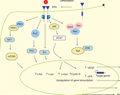 Receptor Tyrosine Kinase Signaling Upon Ligand Binding And Activation Download Scientific