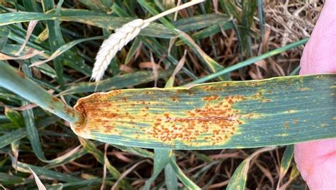 Stem Black Rust Life Cycle And Risk To Uk Wheat Ahdb