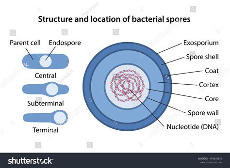 Spore Capsule Over 64 Royalty Free Licensable Stock Vectors And Vector Art Shutterstock
