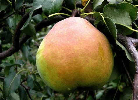 Self Pollinated Pear Varieties Healthy Food Near Me