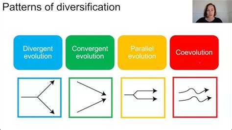 Convergent Evolution Vs Divergent Evolution Shared Traits 50 Off