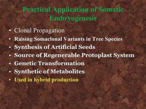 Somatic Emryogenesis And Synthetic Seed Production Ppt