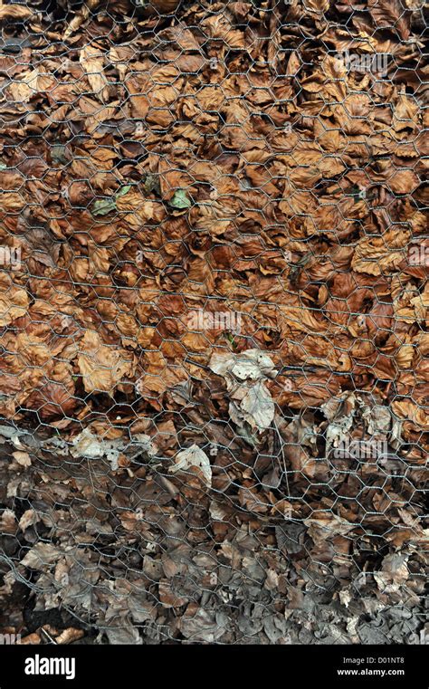 Autumn Leaves In A Leaf Compost Bin At Arden Hall North Yorkshire