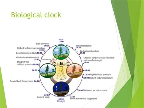 Biological Clockpptx