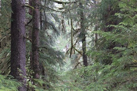 Tongass National Forest Alaska Wrangell Island Project