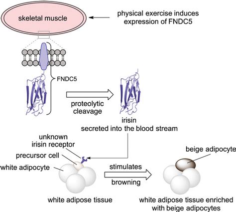 Irisin Molecular Structure