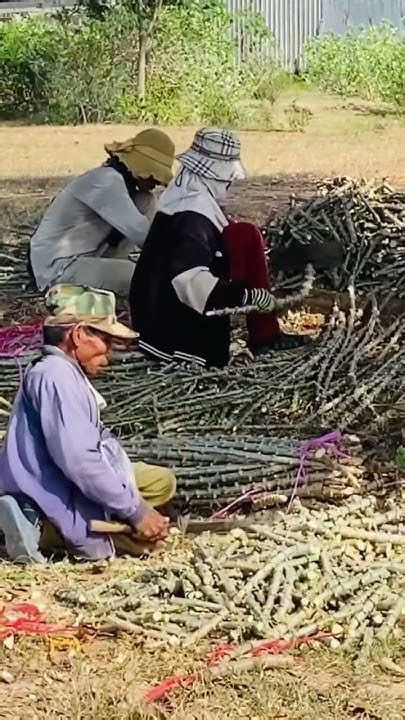 The Farmers Cutting Cassavas To Plant 🇰🇭😍 Shorts Countryside Cassava