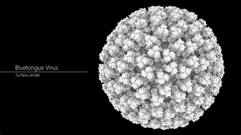 Bluetongue Virus Btv Capsid 3d Model 59 Ma Fbx Free3d