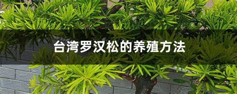 罗汉松 花百科