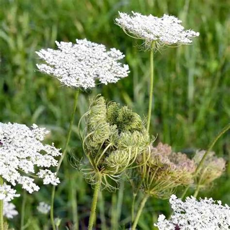How To Grow Daucus Carota Bramble And Beyond