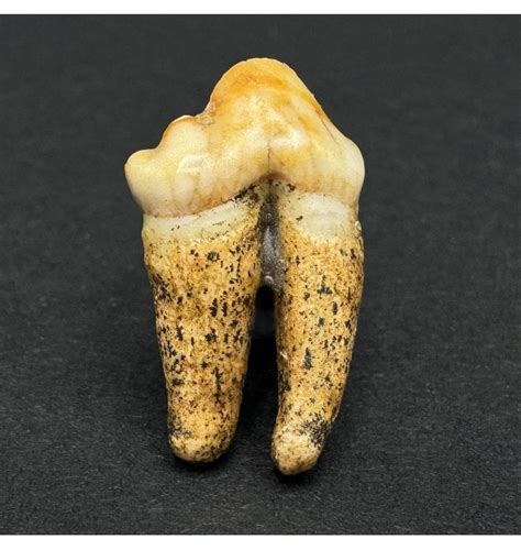 Fossils For Sale Fossils Pleistocene Fossil Wolf Tooth From Romania Canis Lupus