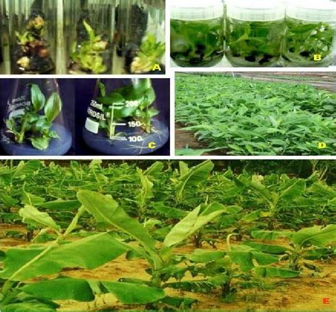 Micropropagation Protocol Of Download Scientific Diagram