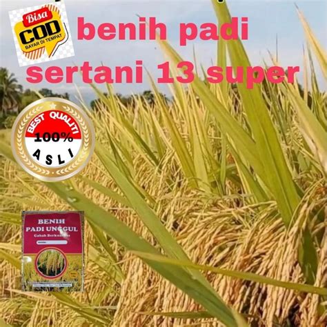 Jual Benih Padi Sertani Kualitas Unggul Kg Shopee Indonesia