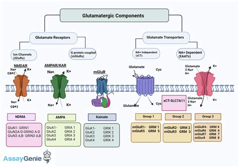 Understanding Glutamate Receptors Classification Function And