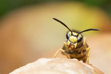Yellow Jacket Wasp Sting