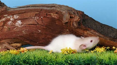 Cybersecurity Infosec Cyberthreats Hackingnews Ciberseguridad Enigma Security