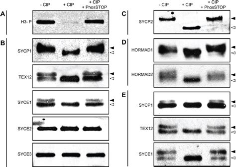 Synaptonemal Complex Disassembly Semantic Scholar