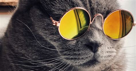 Quasimodos Cat The Most Concise Possible Real Valued Alternative To